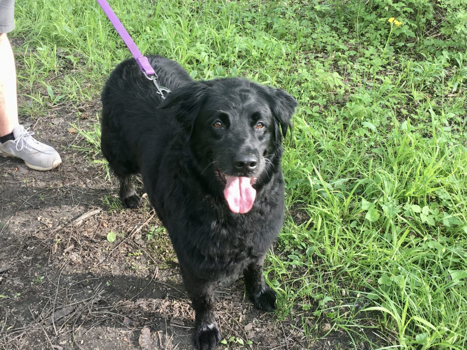 Dog-Friendly West Michigan: Muskegon, Holland, and Saugatuck Well and ...