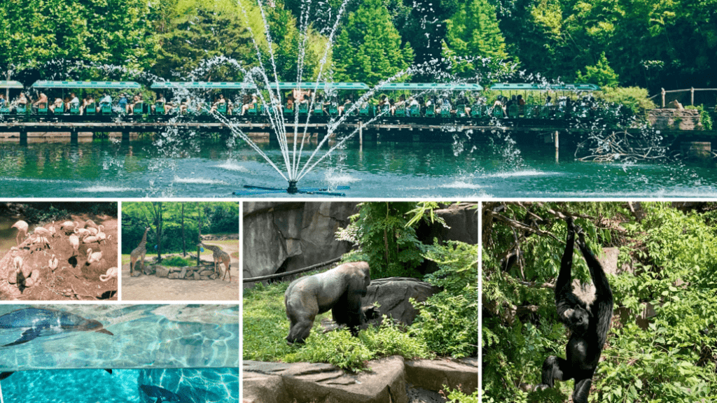 Cincinnati Zoo: A Closer Look at the Exhibits and Rides