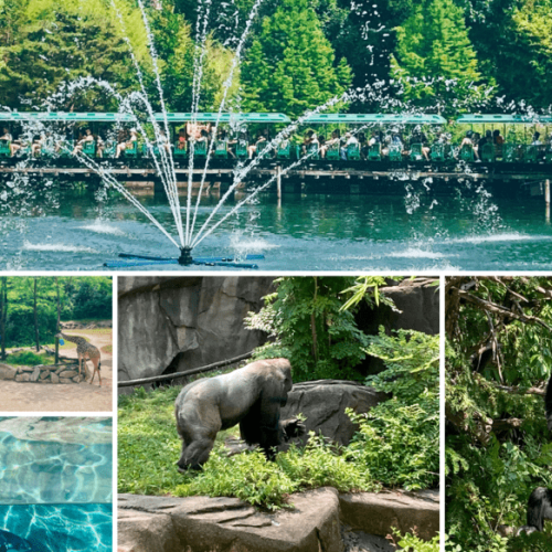 The Columbus Zoo: Ohio’s Largest and Arguably Best Zoo
