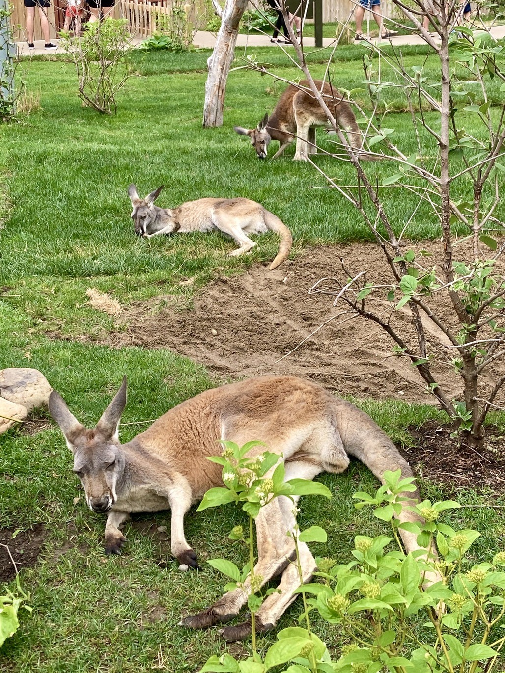 The Indianapolis Zoo: A Local’s Guide