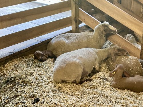 Conner Prairie (Indiana): Living History Museum for Kids